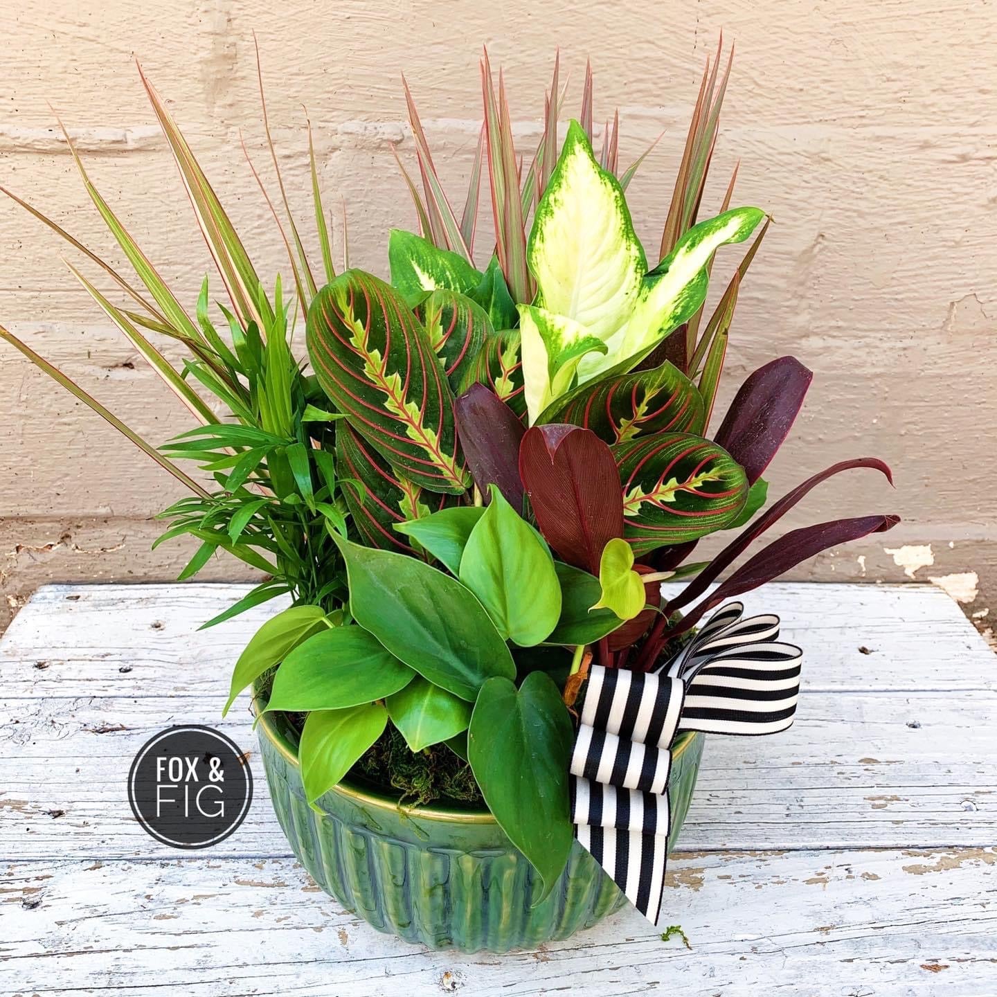 Live Plants & Succulents – Fox & Fig